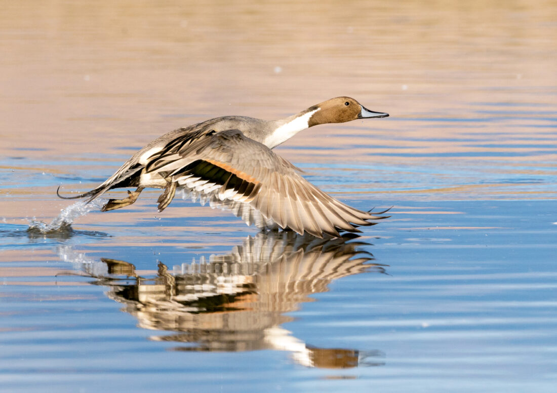Report of a rare bird chaser | News, Sports, Jobs - The Express